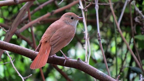 Птичий рай - Птицы России - Фильм 32