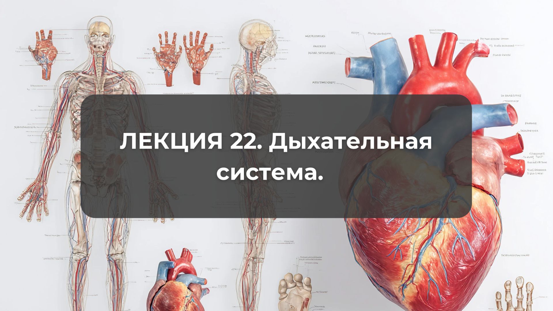 Лекция 22. Дыхательная система.