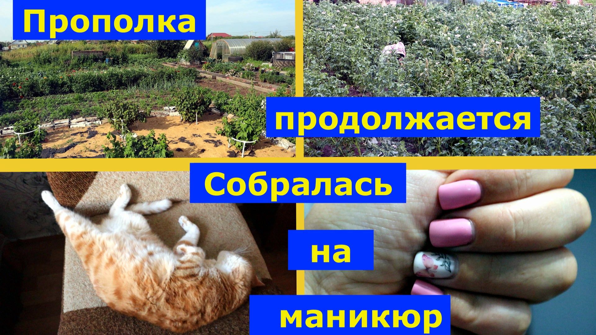 VLOG 01.08.2025г. Пригласили на психологическое тестирование. Прополка огорода. Наш котик.#огород