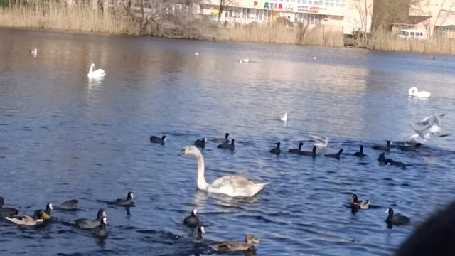 речка Анапка.7.03.2026 Утка ухватила кусок хлеба- чайки отнимают