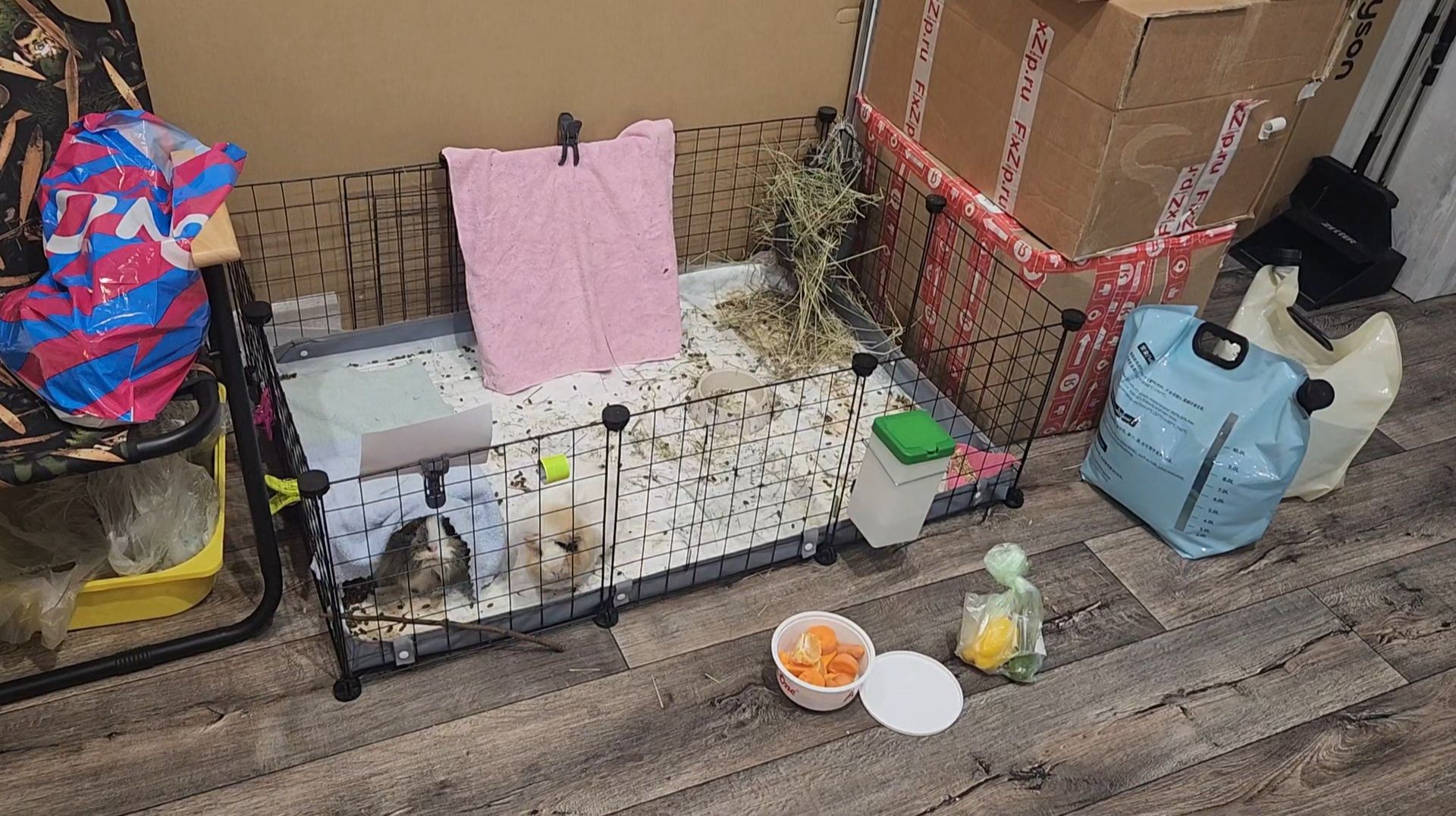 Новая поилка у морских свинок Улли и Пулли 🐗 🚰