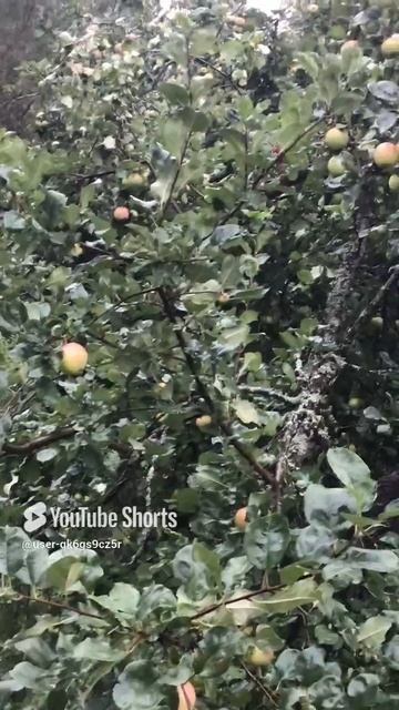 Ленобласть. Хвойное. 02.09.2024. Дача. Урожай яблок на старых деревьях. Гроза, раскаты грома