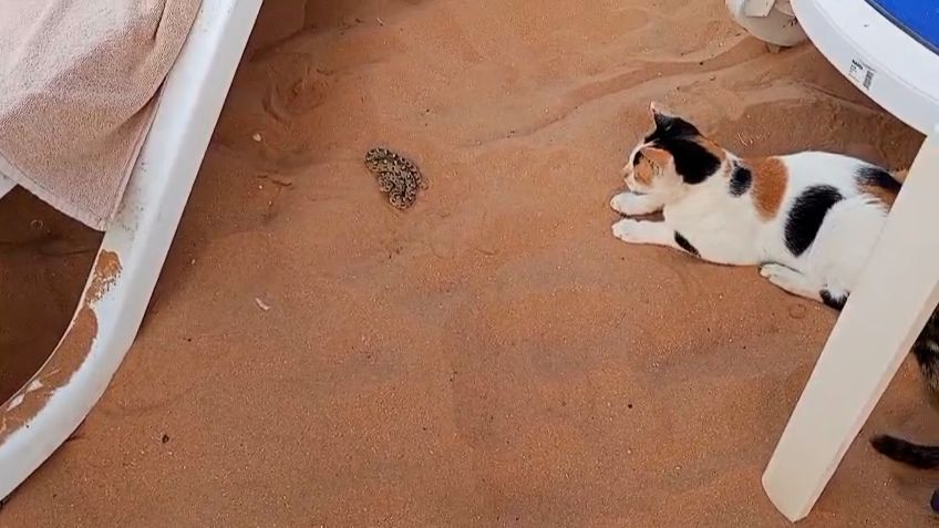 Кошки боятся змей?