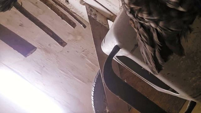 Сельчанка в Америке/УЗНАЛА ПРИЧИНУ ПОЧЕМУ ГУСИ УБЕГАЮТ НА УЛИЦУ.