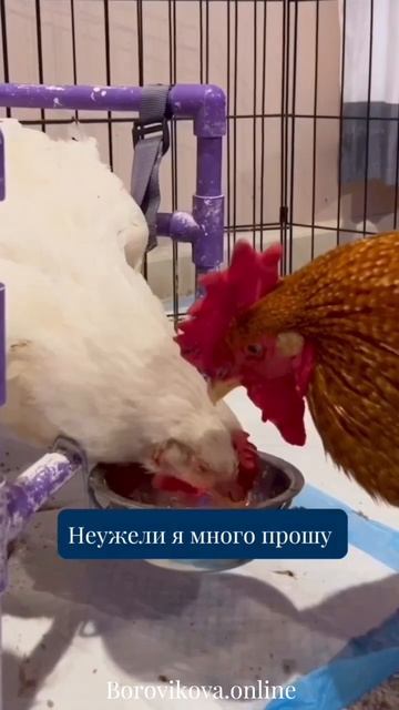 Психолог Александра Боровикова