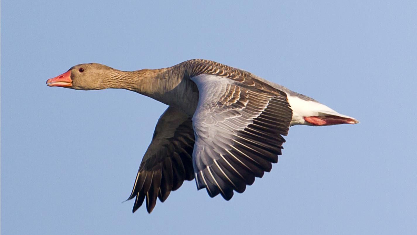 КЛИП НА 5 ПОДПИСЧИКОВ