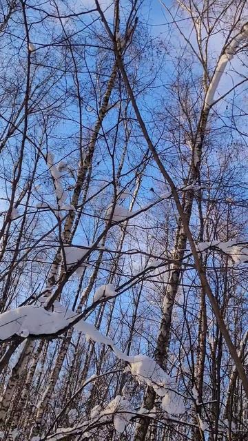 Зимний Бутовский лес в феврале. 8 февраля 2026г