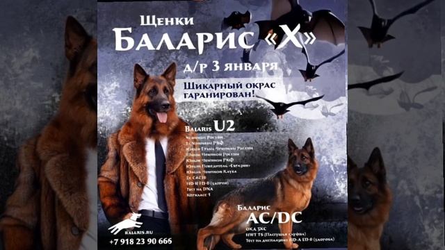 Баларис Х4-щенки