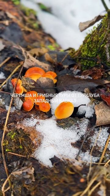 Первые февральские подснежники