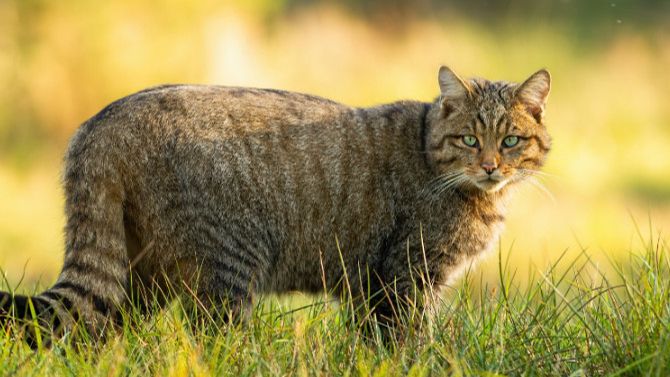Европейская короткошерстная кошка