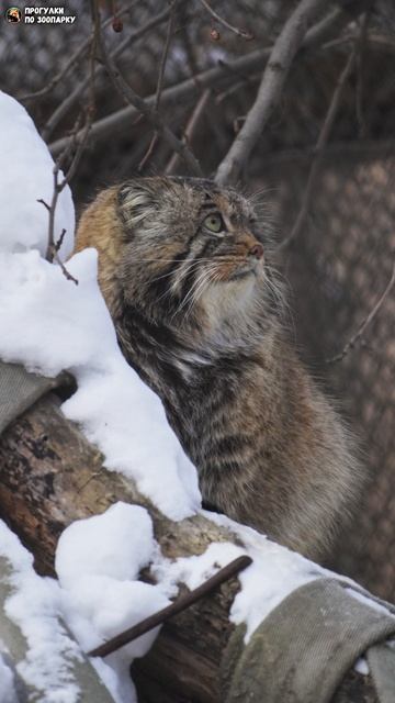 Манул Ачи залез на дерево. Новосибирский зоопарк
