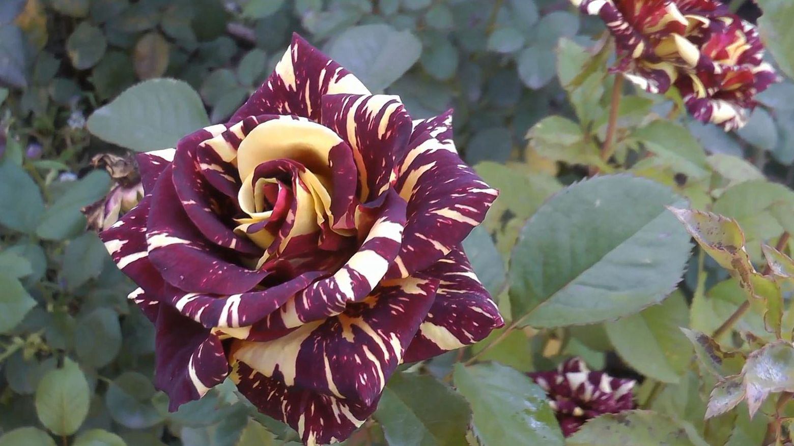 Последняя улыбка лета. Осенние цветы