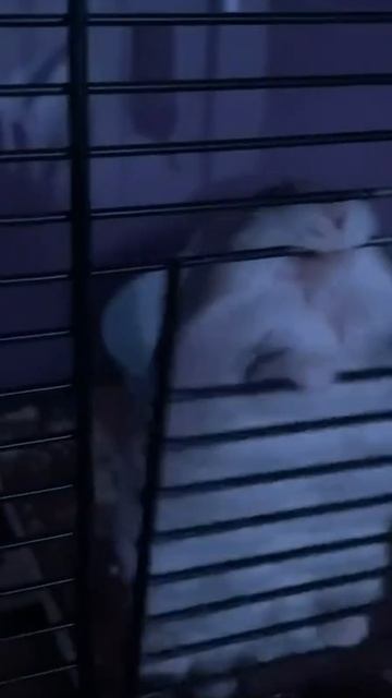 Ни одна клетка не удержит его ярость