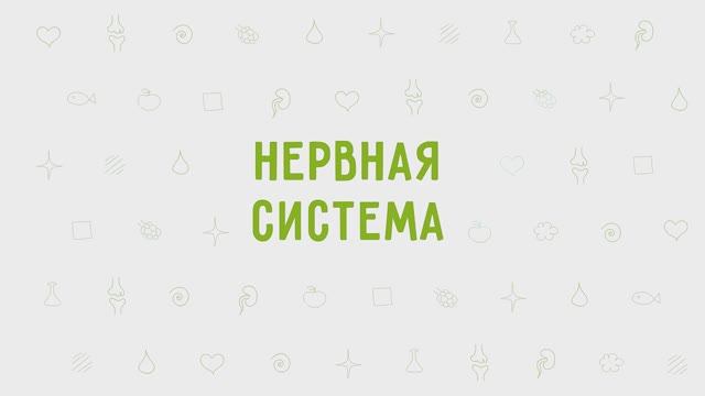3.14 - Нервная система