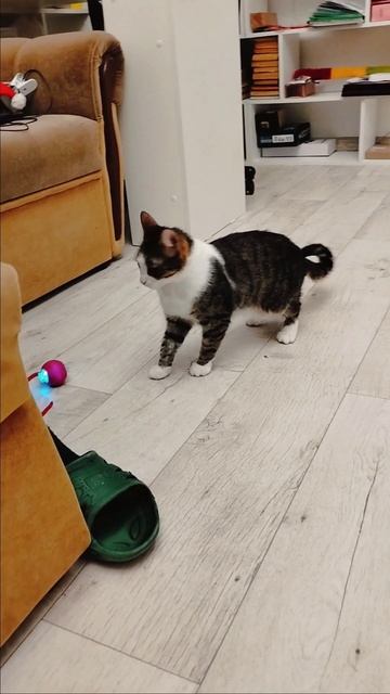 Кошка и кошкина игрушка