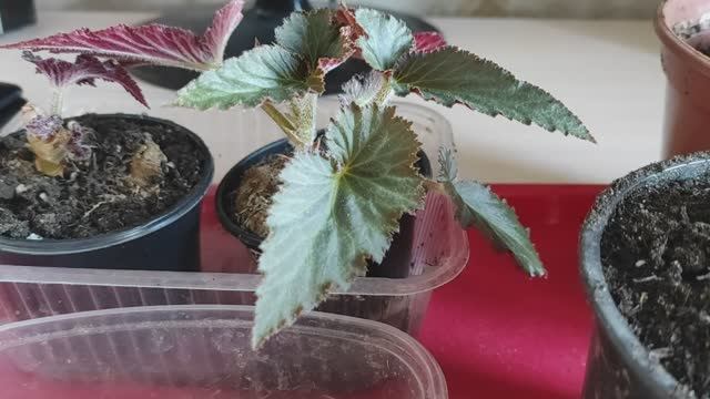 Как без проблем прорастить и вырастить клубневые бегонии у себя в саду #бегония #цветы #сад  #клубни