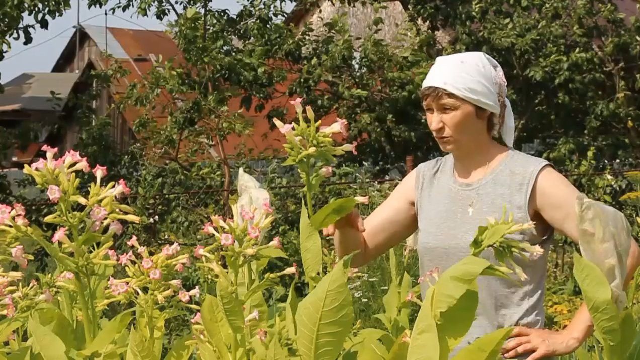 ТАБАК ГАВАНА И ГЕРЦЕГОВИНА ФЛОР: ИЮЛЬ, 1- я ЛОМКА – 10 лет назад!» «Сады порока» 1 сезон 2 серия