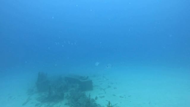 серый триггер-фиш, Каш Турция