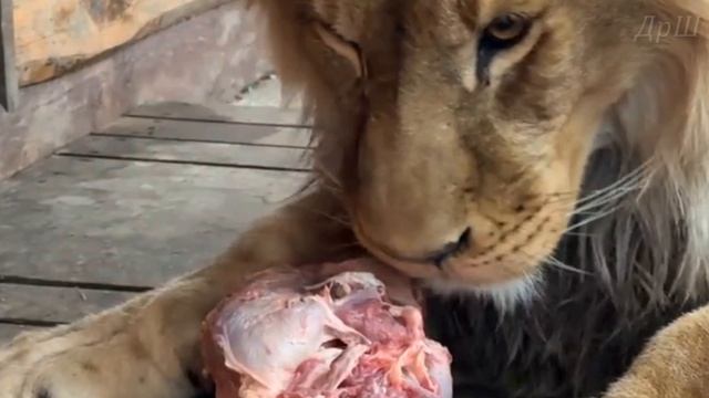 Стихи о Шерхане и Киаре от Екатерины.