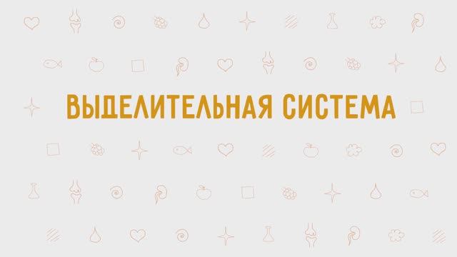 3.13 - Выделительная система
