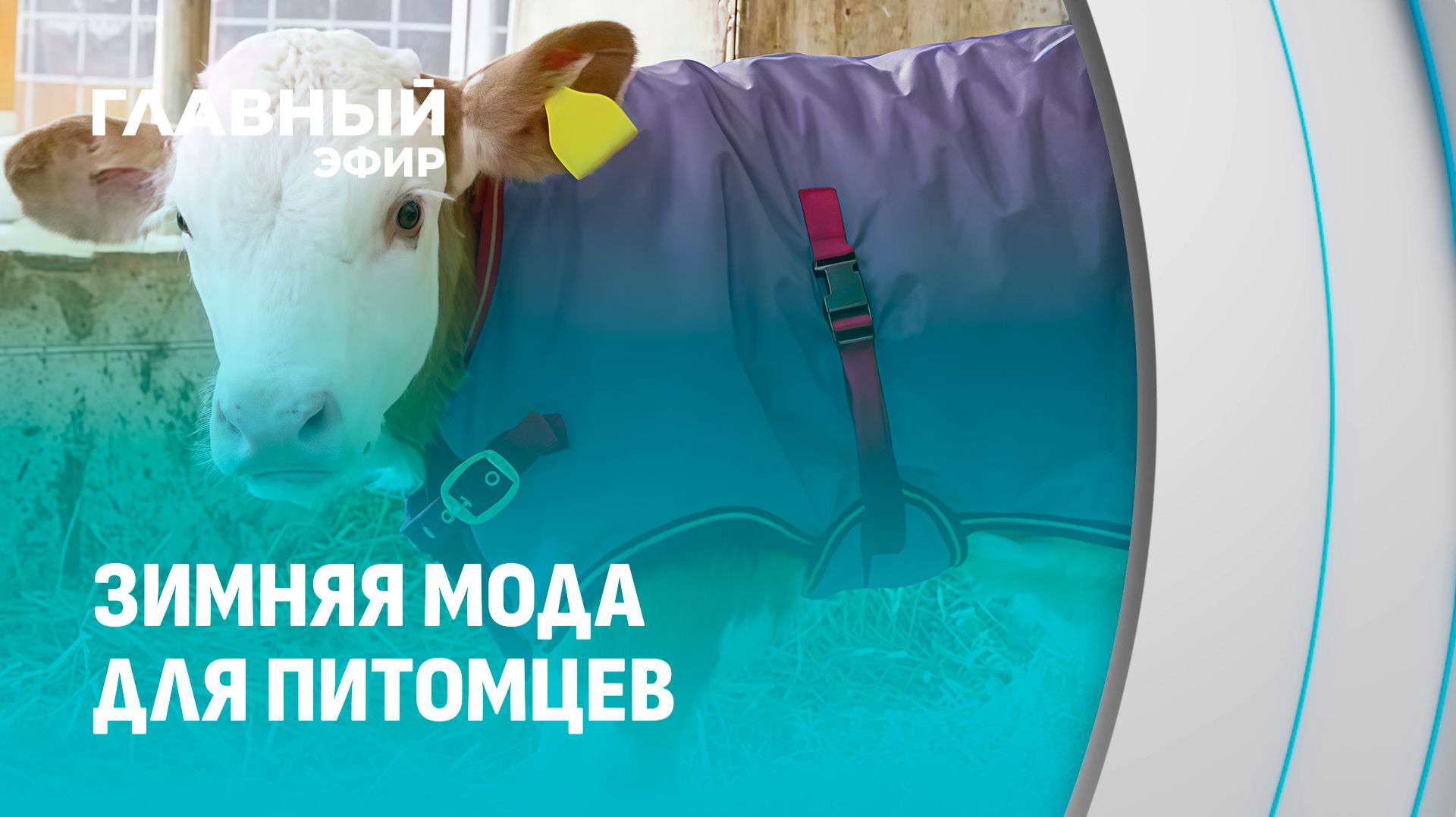 Одежда на выгул. Как в Беларуси помогают животным справляться с морозами? Главный эфир