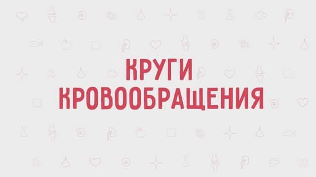 3.08 - Круги кровообращения