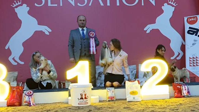 07.02.2026, СПб. Клуб "Сенсация" (РКФ, РФСС). Выставка собак САС 9 группы FCI