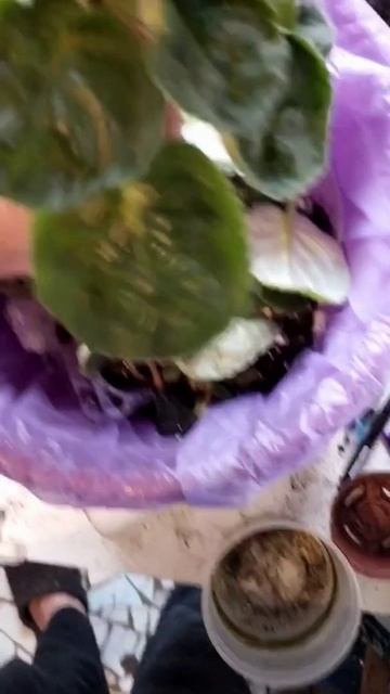 Омолаживаю и пересаживаю фиалочку . 08/02/2026