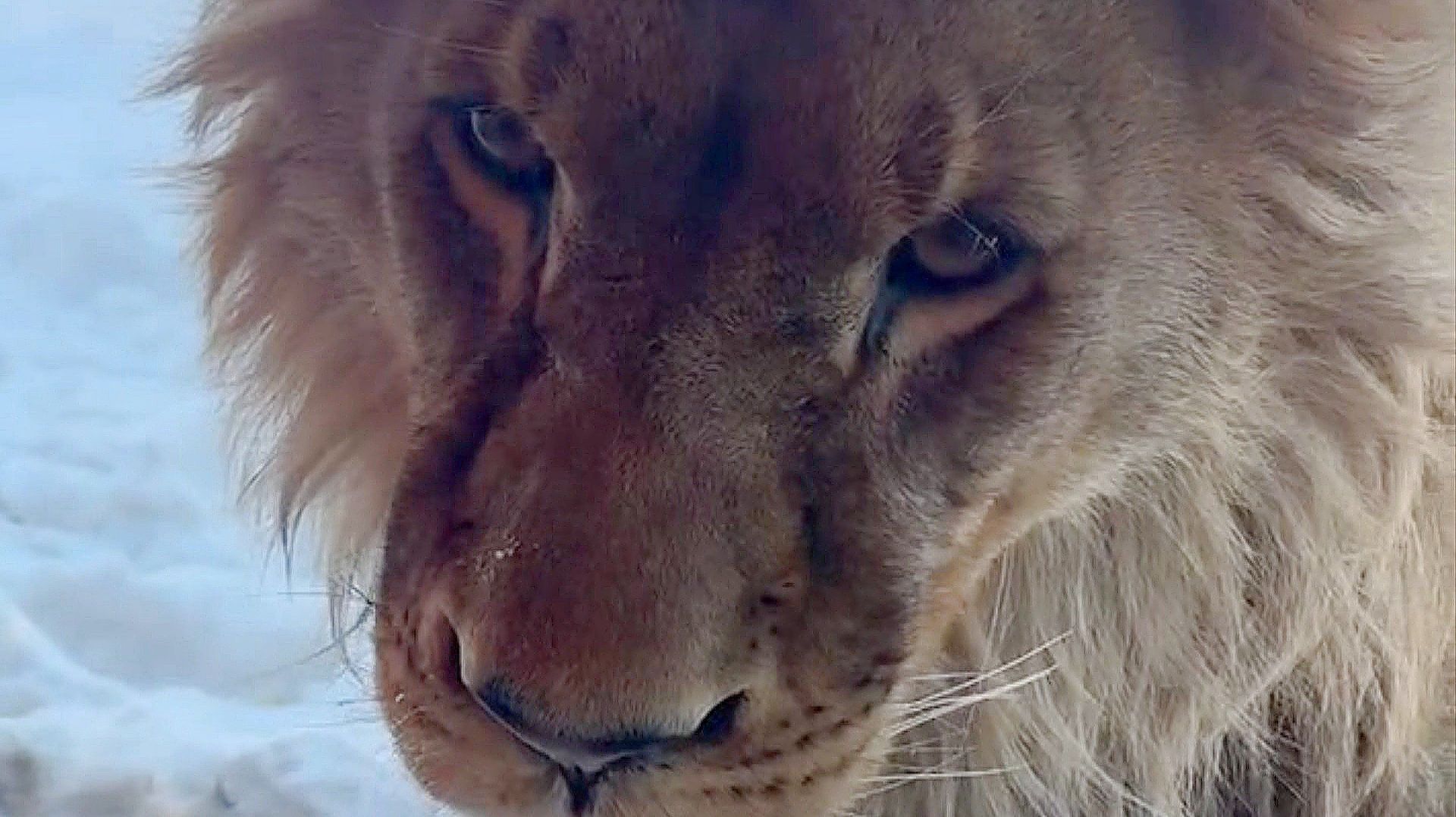 Поцелуй для тебя, моя Киара. Стихи от Ольги о Шерхане.