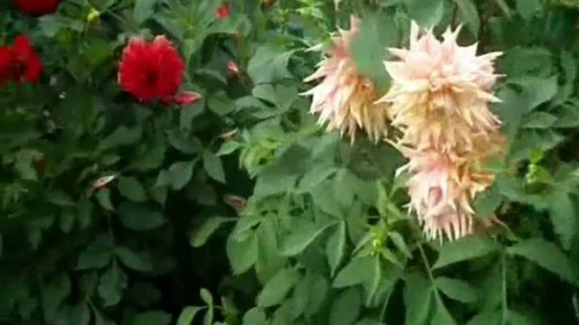 Мама для тебя