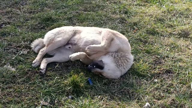 Тепло.+15 Анапа 7 февраля 2026. Пес греется на солнышке