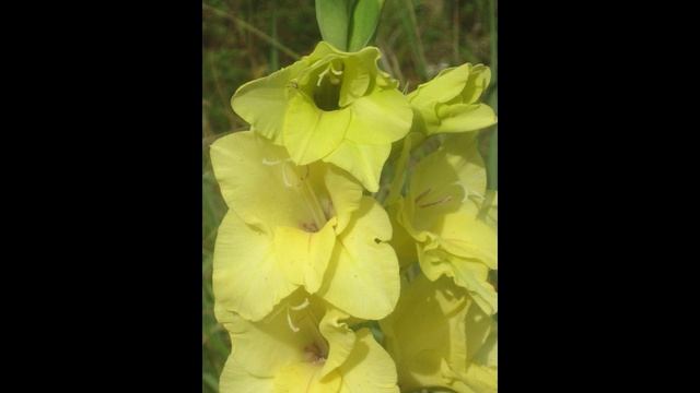 СЕРБСКОЕ церковное пение исп Дивна Любоевич фото Татьяна Талызина