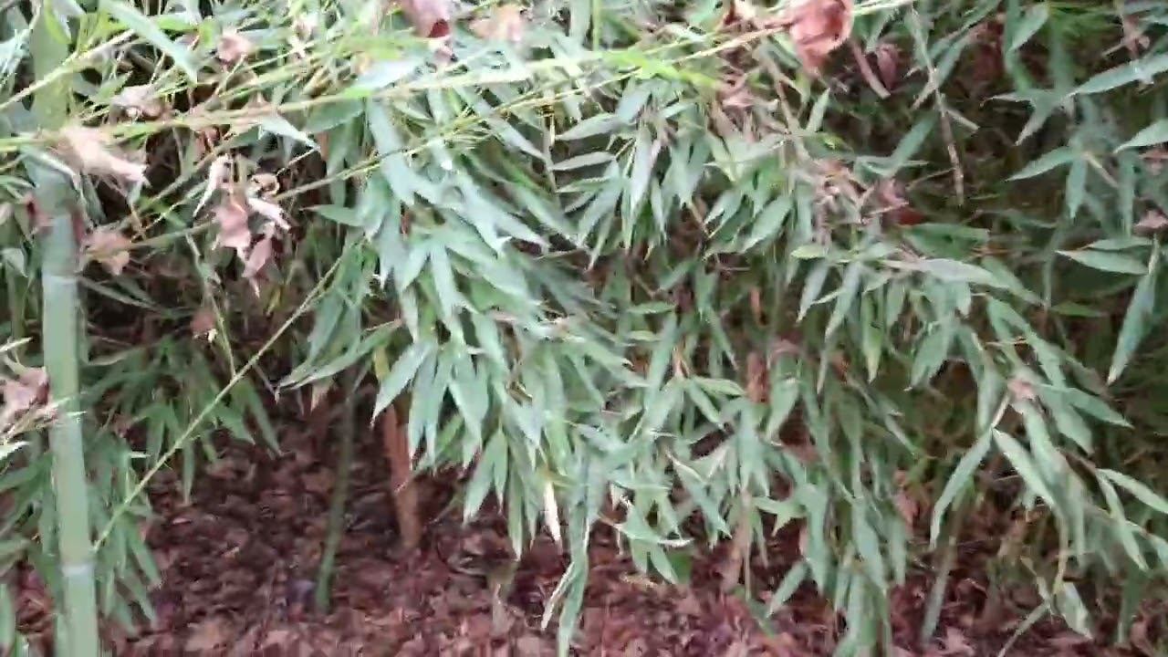 Сочи. Декабрь 2025 года. Военный санаторий "Лазурный берег". Прогулка по парку.