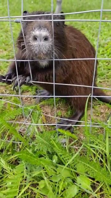 Нутрия хочет познакомиться