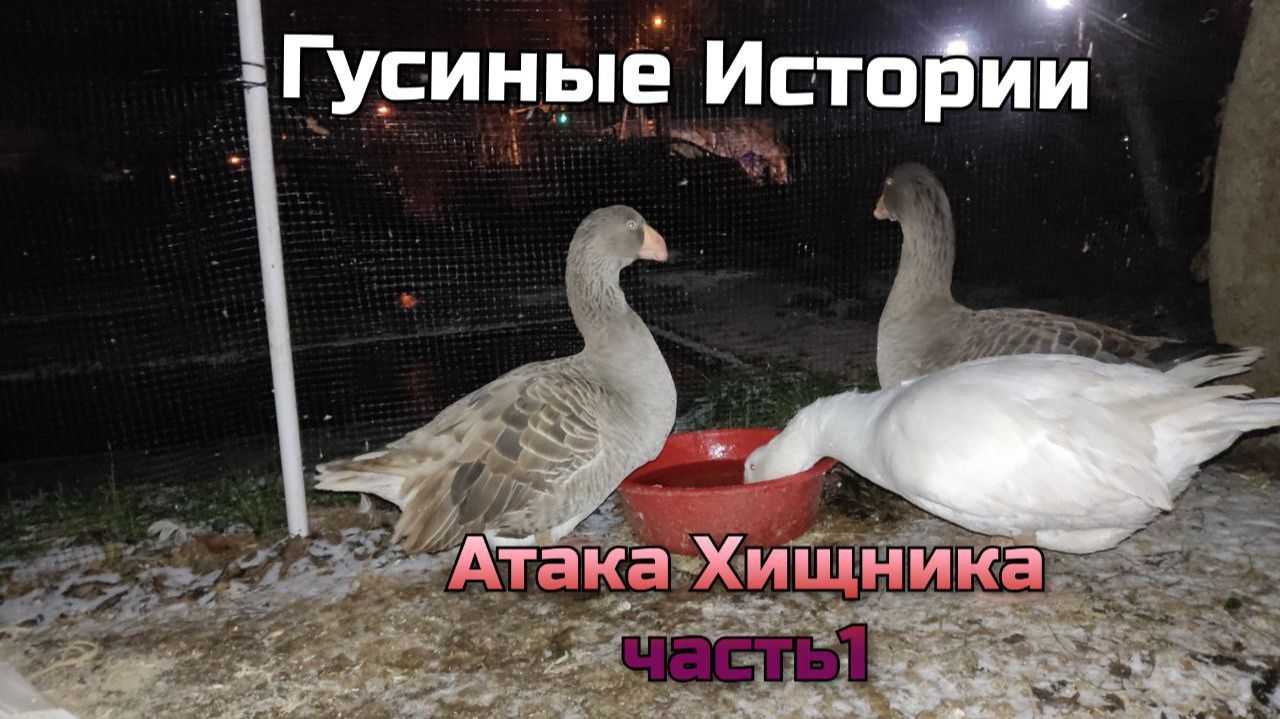 Гусиные Истории: атака хищника часть 1