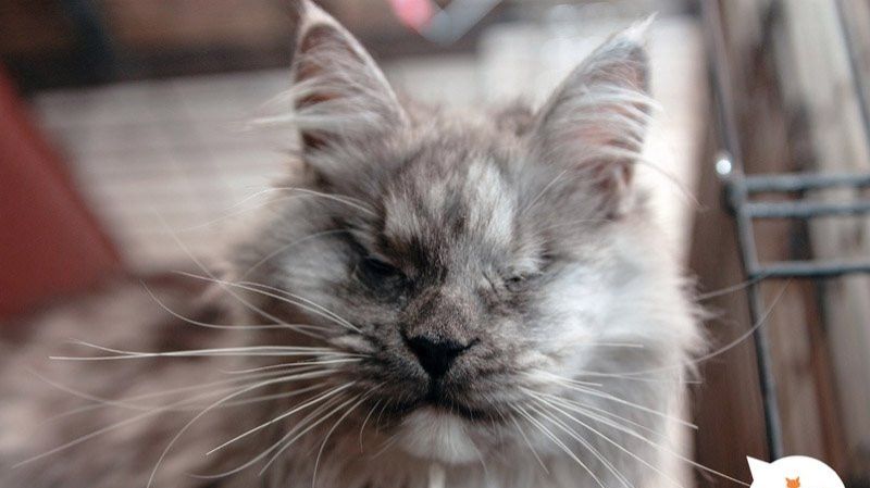 Скифа-26.03.2022. Год дома