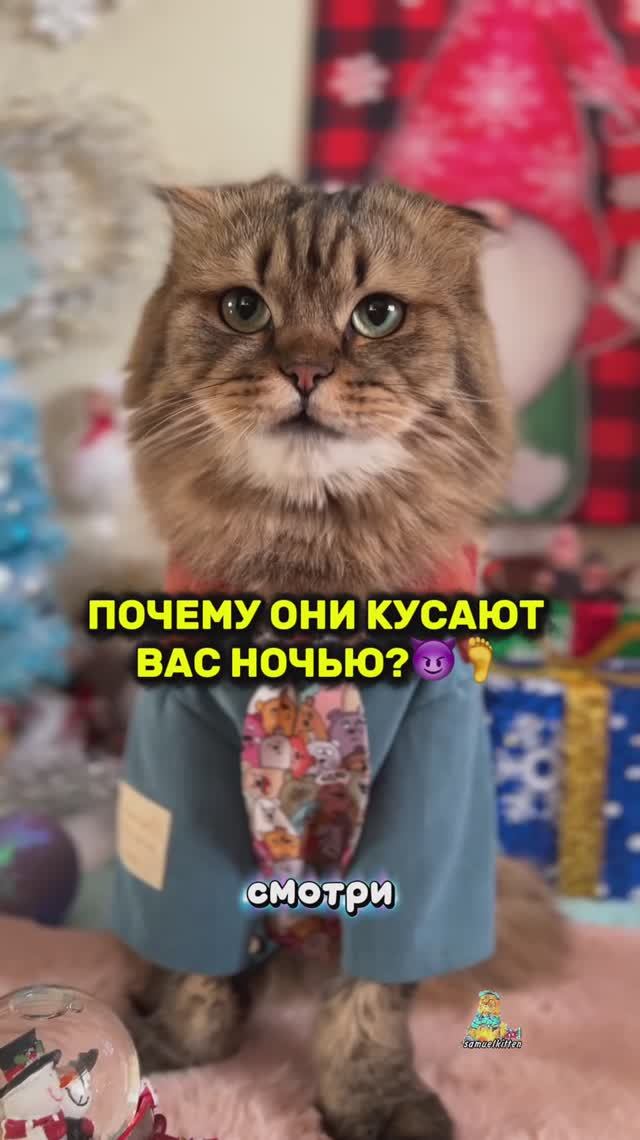 А ВАШ КОТ КУСАЕТ ВАС ЗА ПЯТКУ?🦶😹 #котики #юмор #жиза