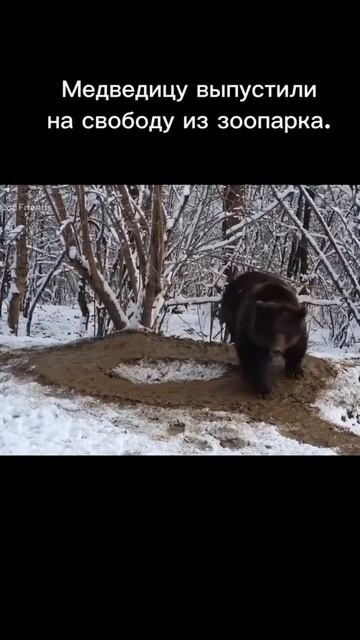 Так выглядит выученная беспомощность — Психолог Александра Боровикова