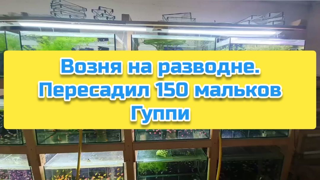 Возня на разводне. Пересадил 150 мальков Гуппи