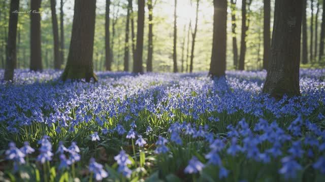 Солнце в лепестках | ОЖИВШИЕ ПЕЙЗАЖИ для релакса