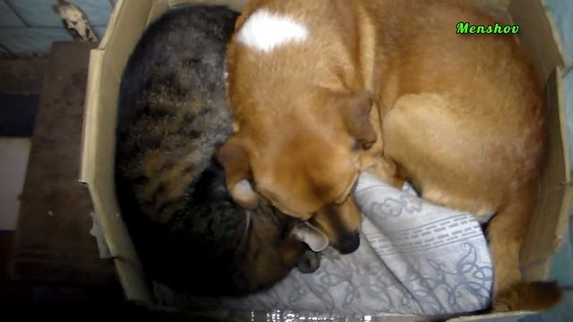 Кошка и собака вместе в холод 11.11.2020 Греются, взаимопомощь в Херсоне