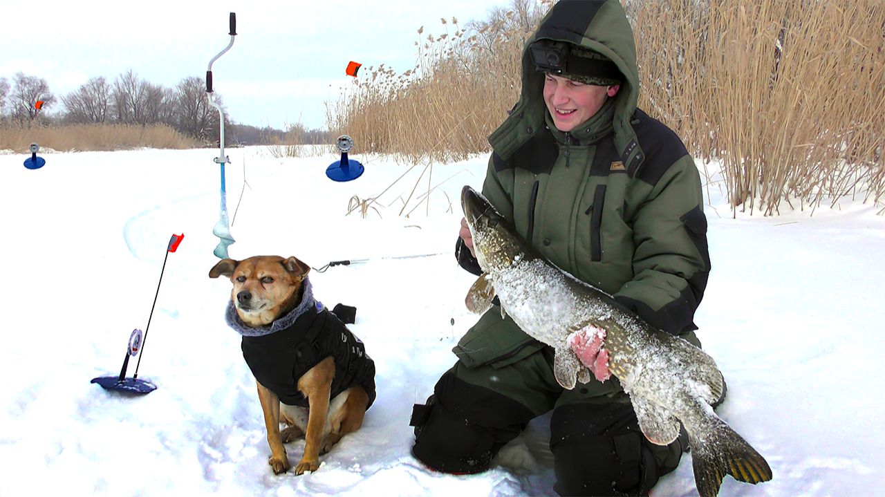 ШОК!!! ПОЙМАЛИ ОГРОМНУЮ ЩУКУ НА ЖЕРЛИЦУ! ЩУКА РАЗМЕРОМ С СОБАКУ.