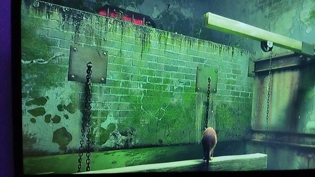 Котика жалко