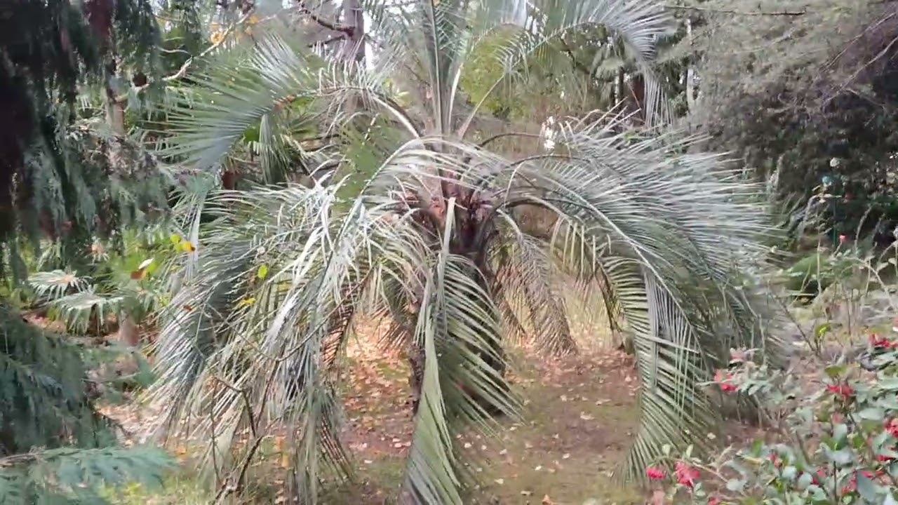 Военный санаторий "Лазурный берег". Сочи. Декабрь 2025 года.