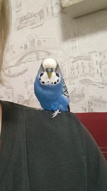 Наш говорящий попугай🦜