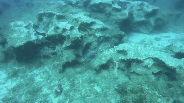 групер, дайвинг в Турции Каш