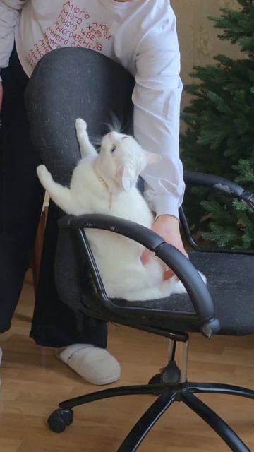 Милка на игровом кресле