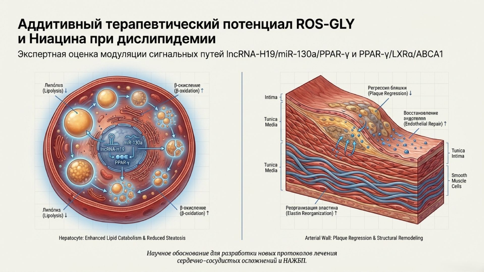 Розувастатин в глицеросомах и ниацин: синергия в терапии атеросклероза и НАЖБП