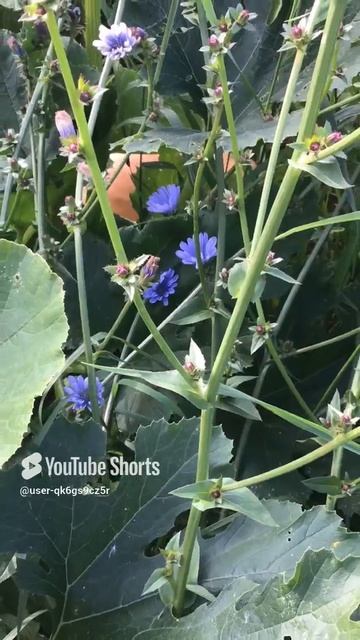 Ленобласть. Хвойное. 02.09.2024. Дача. Растение-цикорий, редкое на севере и обычное на юге РФ