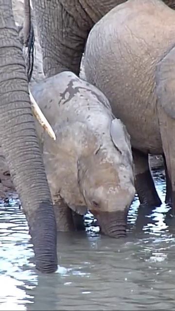 Как слоны пьют